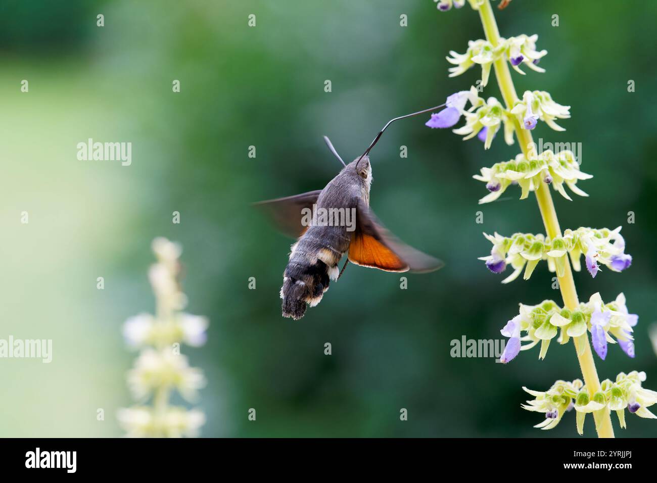 hummingbird hawk-moth pollinates Coleus flowers Stock Photo - Alamy