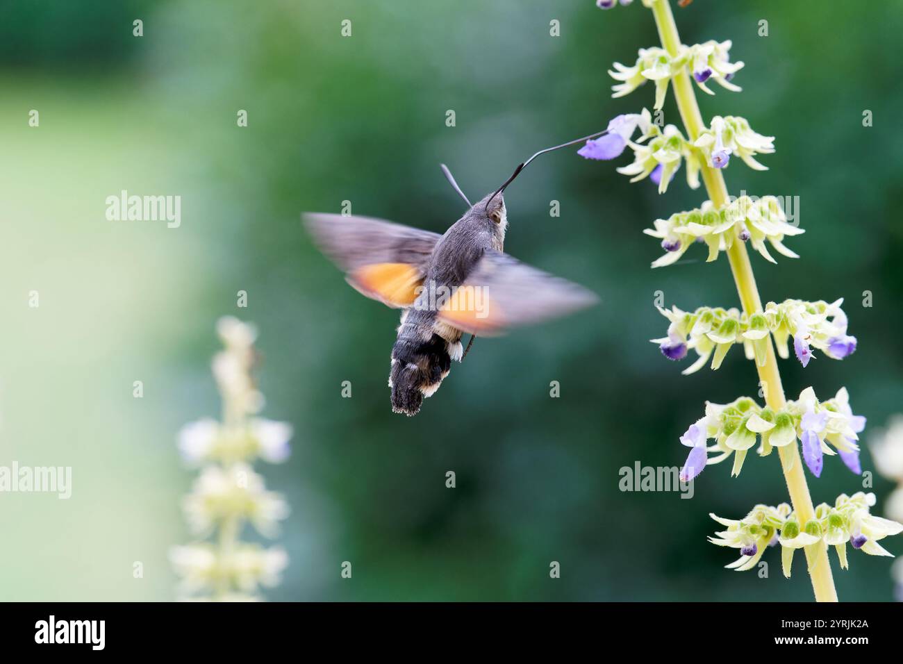 hummingbird hawk-moth pollinates Coleus flowers Stock Photo - Alamy