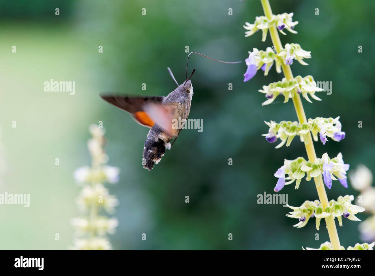 hummingbird hawk-moth pollinates Coleus flowers Stock Photo - Alamy