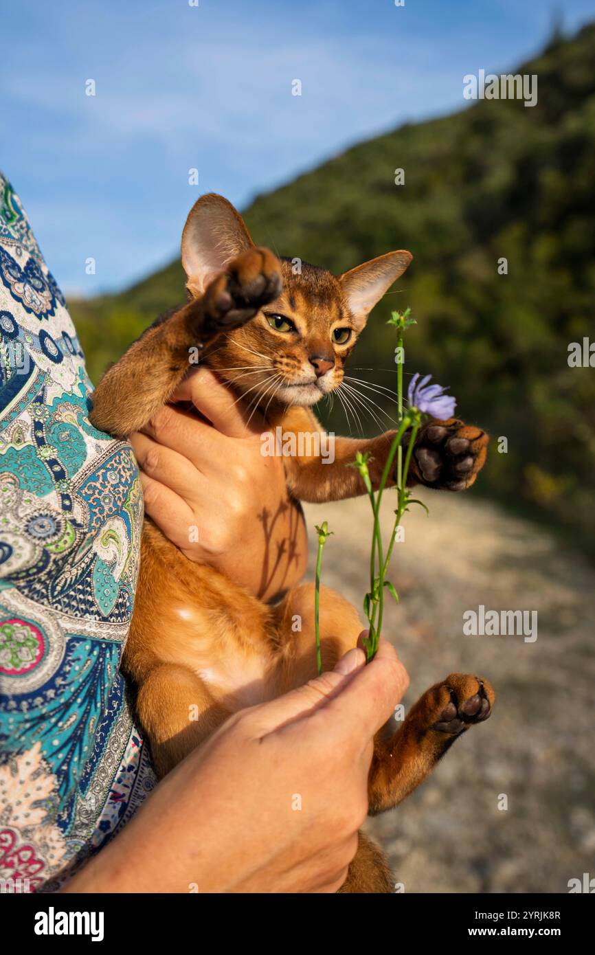 cute, young abyssinian cat outdoor Stock Photo - Alamy