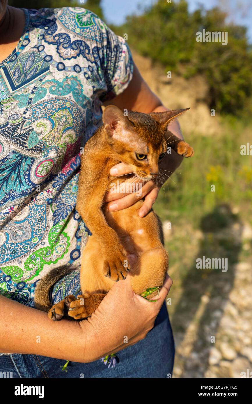 cute, young abyssinian cat outdoor Stock Photo - Alamy
