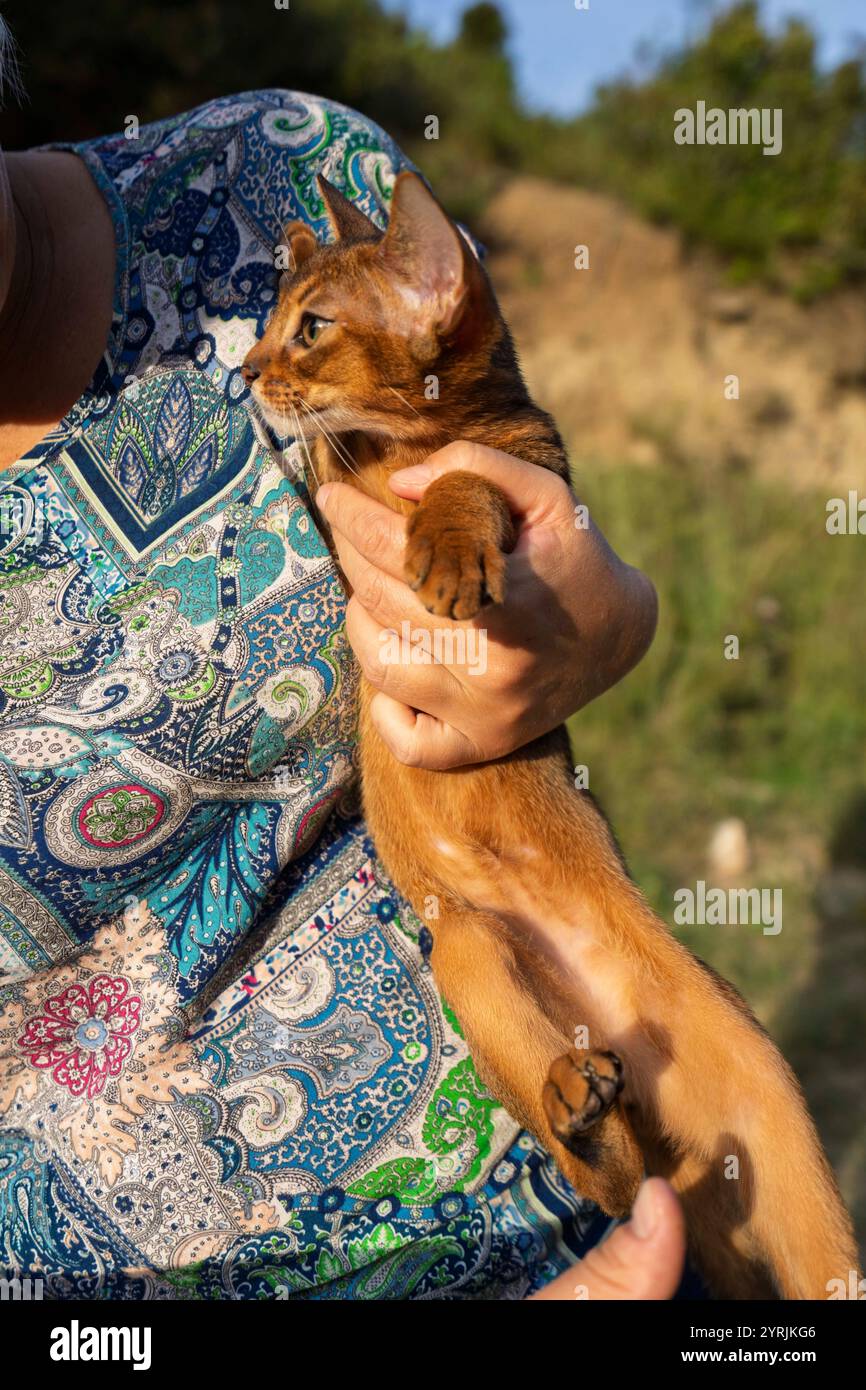 cute, young abyssinian cat outdoor Stock Photo - Alamy