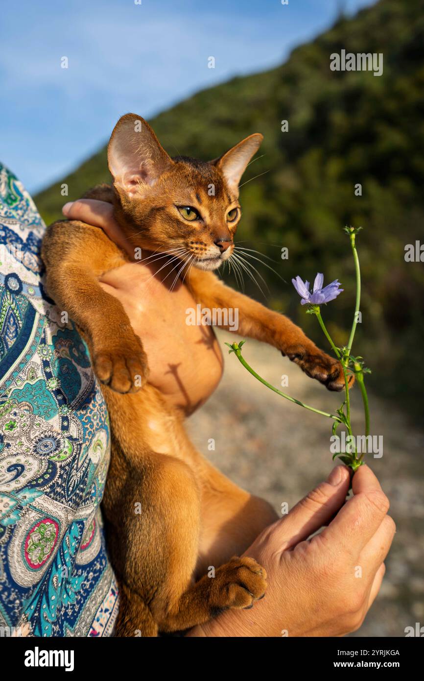 cute, young abyssinian cat outdoor Stock Photo - Alamy