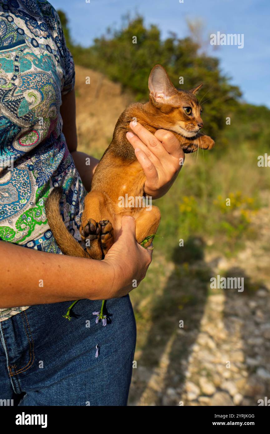 cute, young abyssinian cat outdoor Stock Photo - Alamy