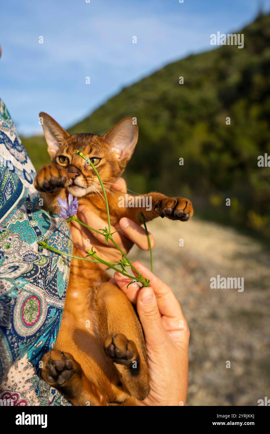 cute, young abyssinian cat outdoor Stock Photo - Alamy