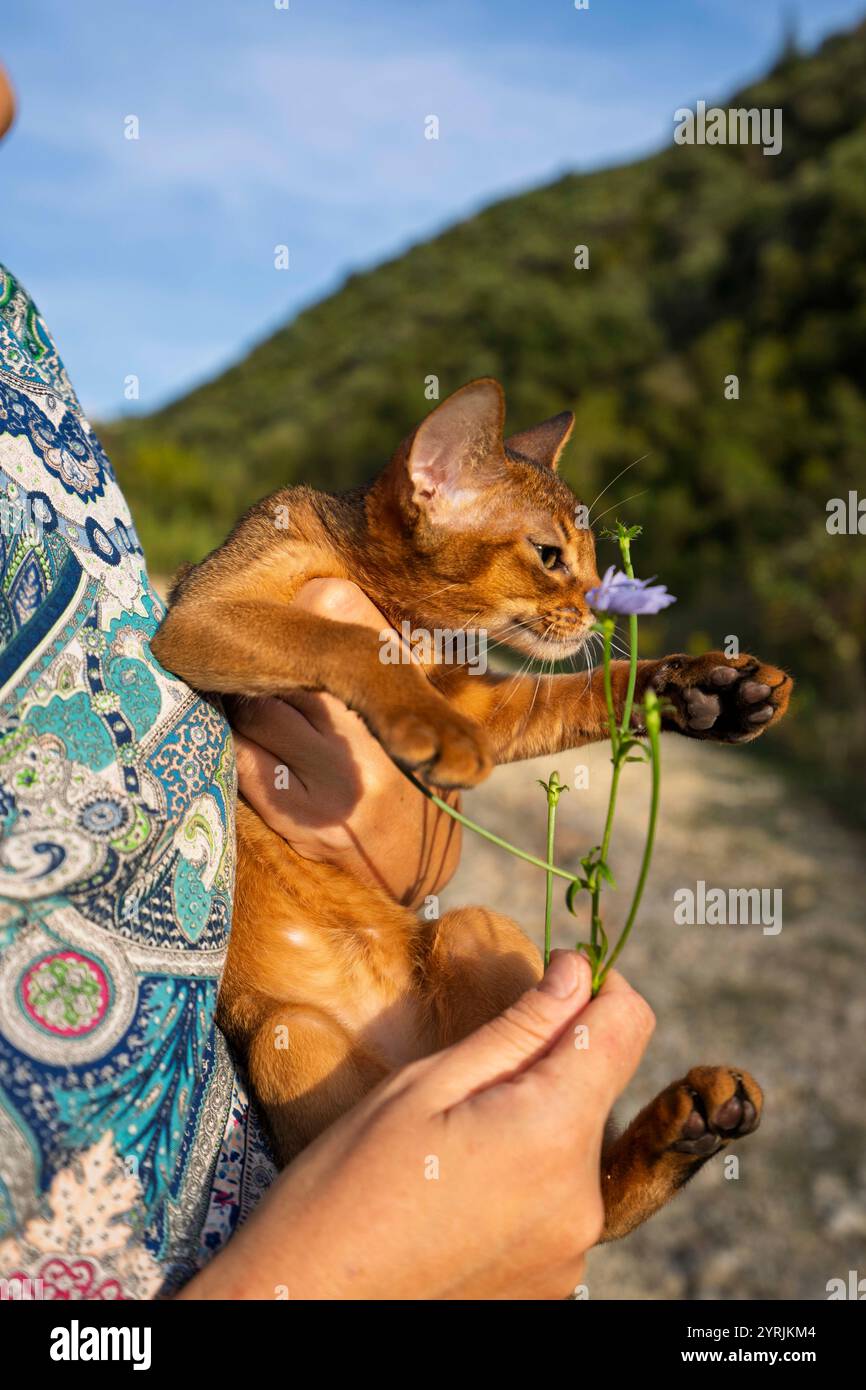 cute, young abyssinian cat outdoor Stock Photo - Alamy