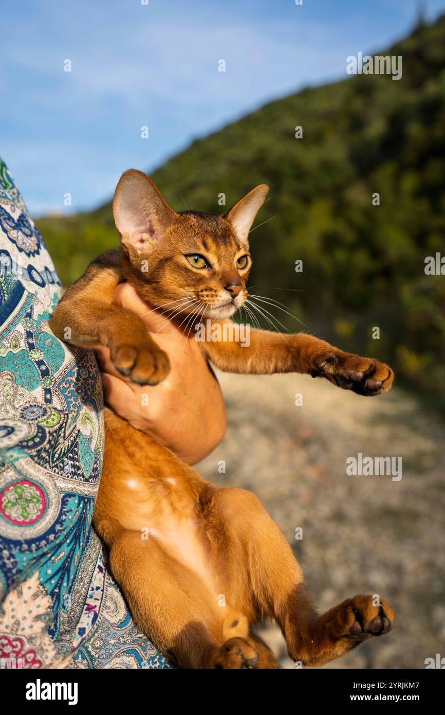 cute, young abyssinian cat outdoor Stock Photo - Alamy