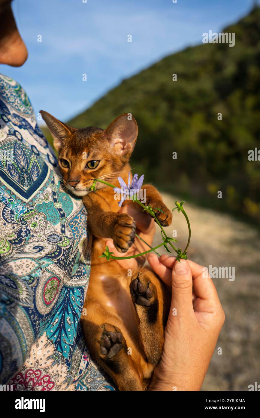 cute, young abyssinian cat outdoor Stock Photo - Alamy