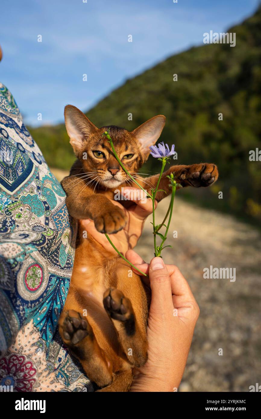 cute, young abyssinian cat outdoor Stock Photo - Alamy