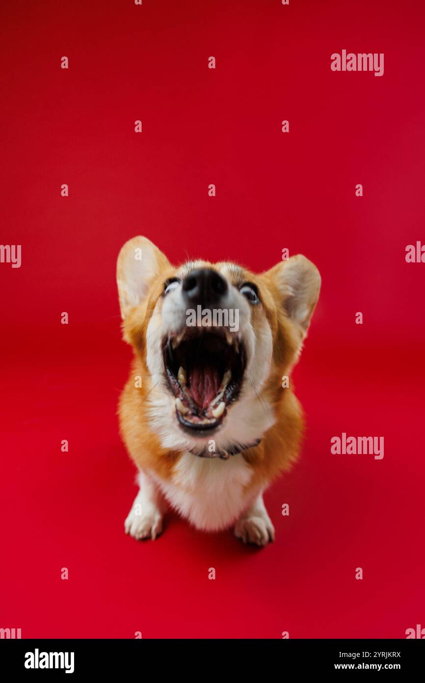 Corgi mid-bark with a vibrant red background, capturing a moment of ...