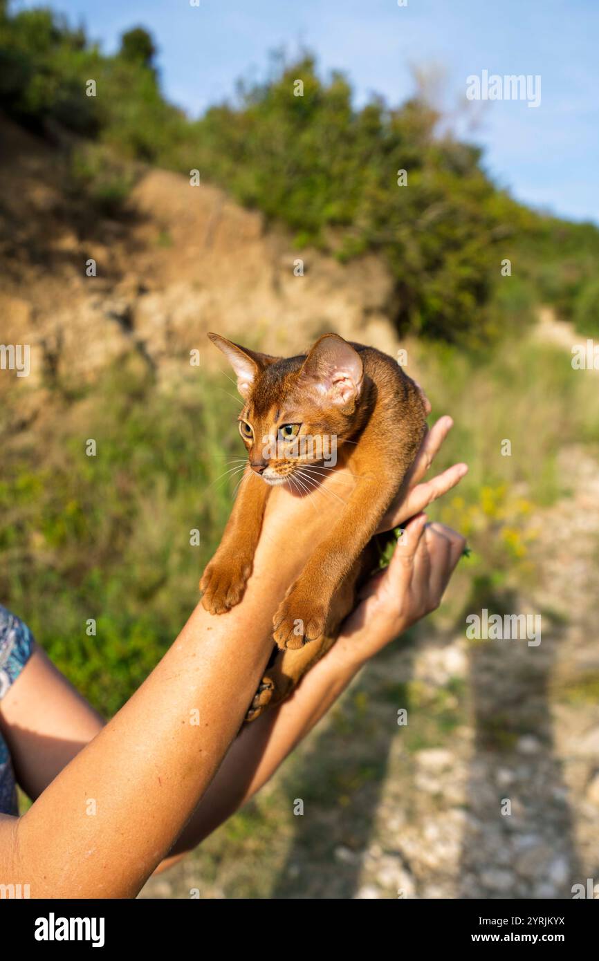 cute, young abyssinian cat outdoor Stock Photo - Alamy