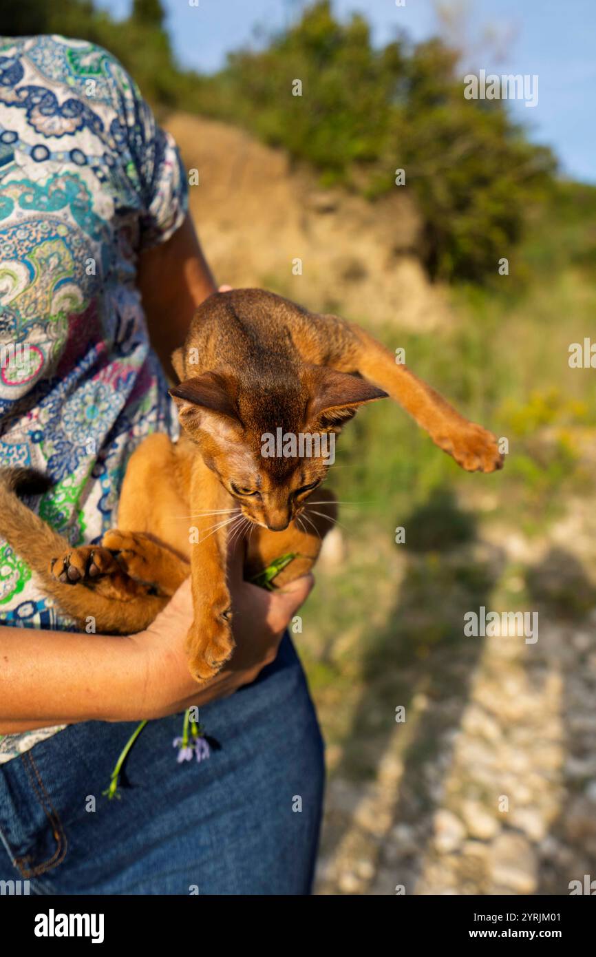cute, young abyssinian cat outdoor Stock Photo - Alamy