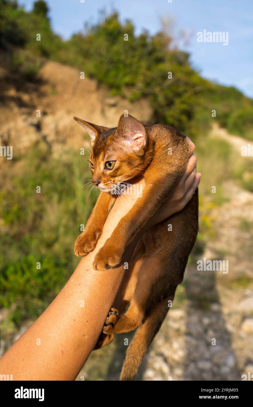cute, young abyssinian cat outdoor Stock Photo - Alamy