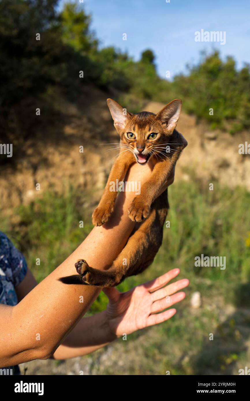 cute, young abyssinian cat outdoor Stock Photo - Alamy