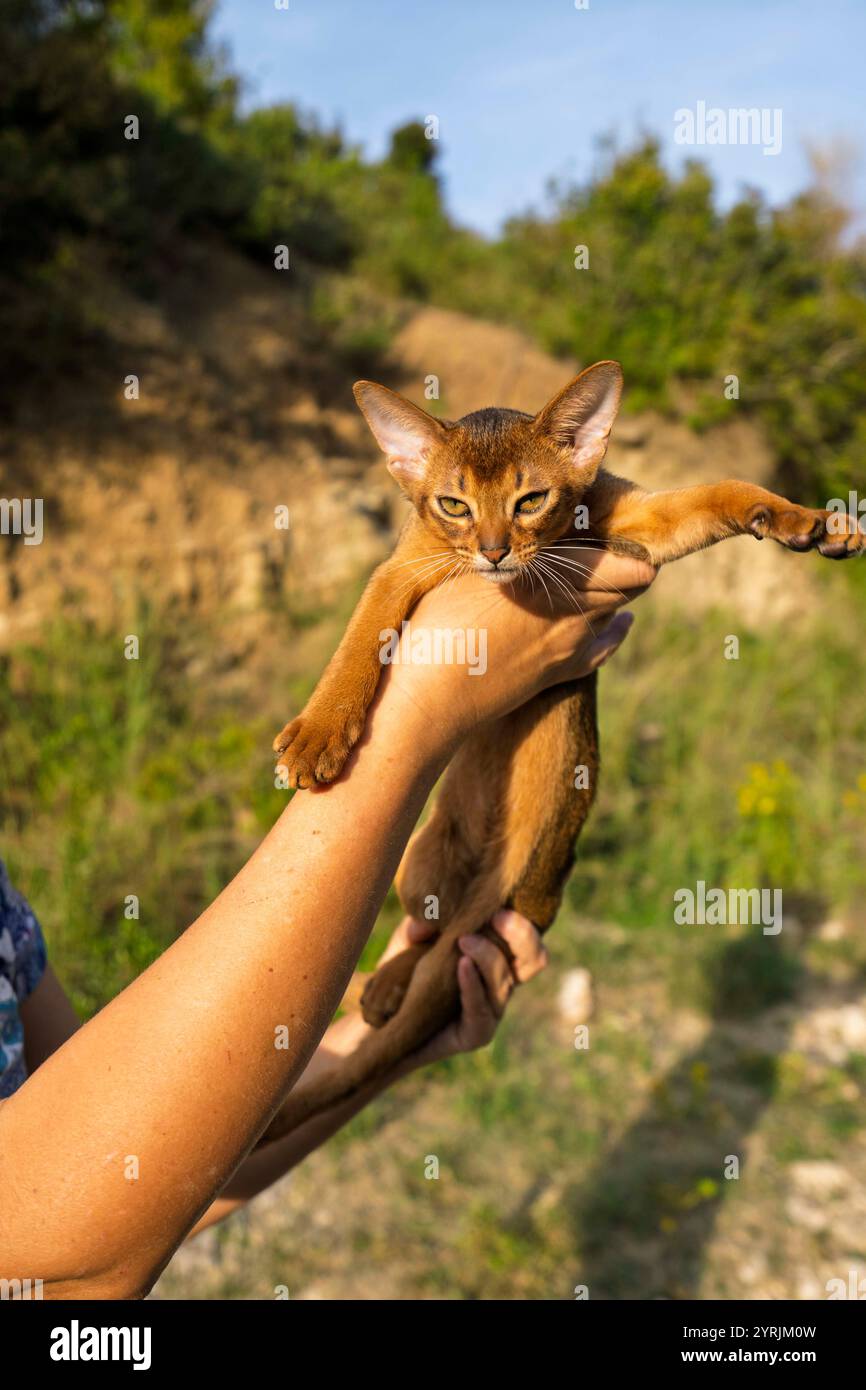 cute, young abyssinian cat outdoor Stock Photo - Alamy