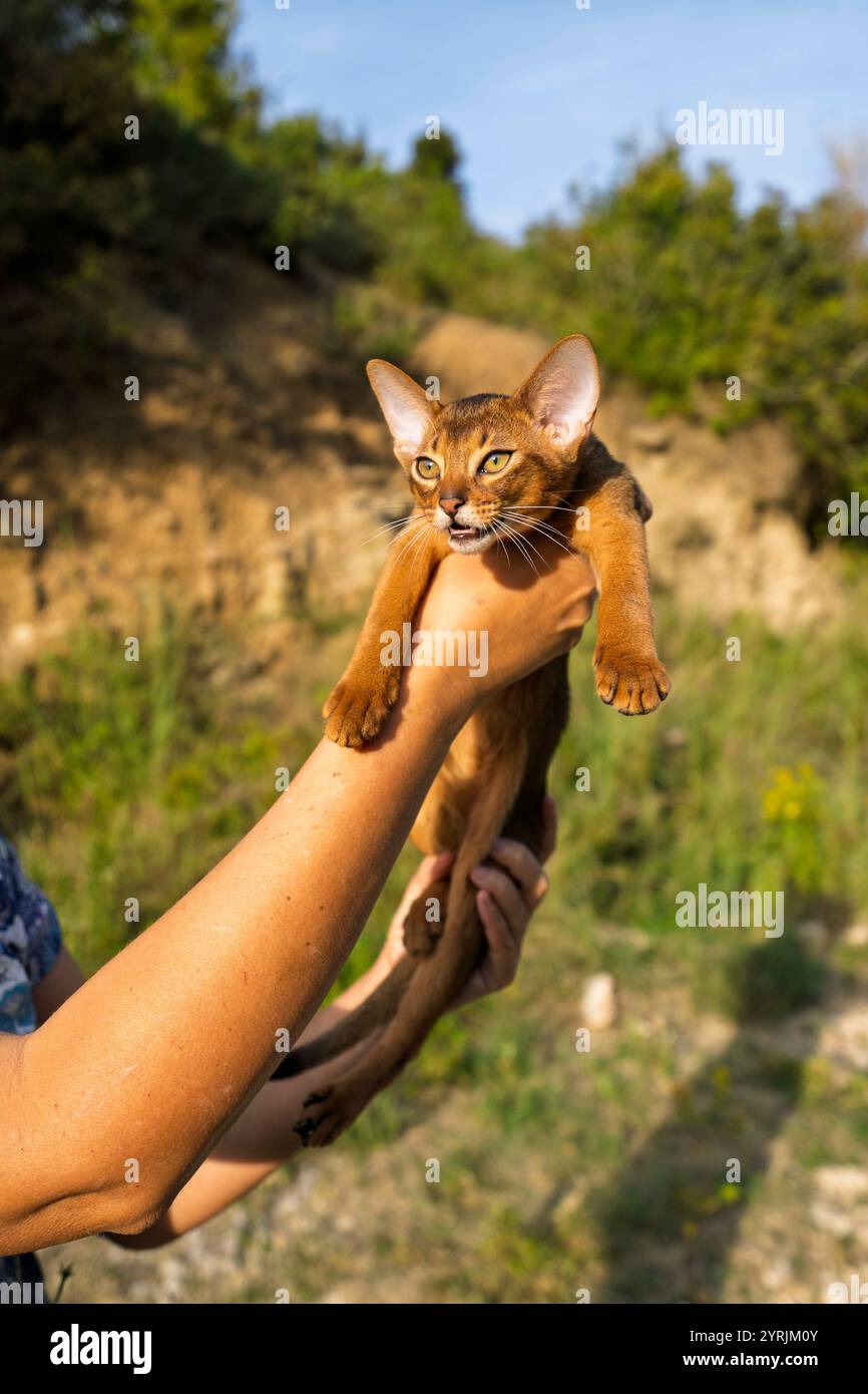 cute, young abyssinian cat outdoor Stock Photo - Alamy