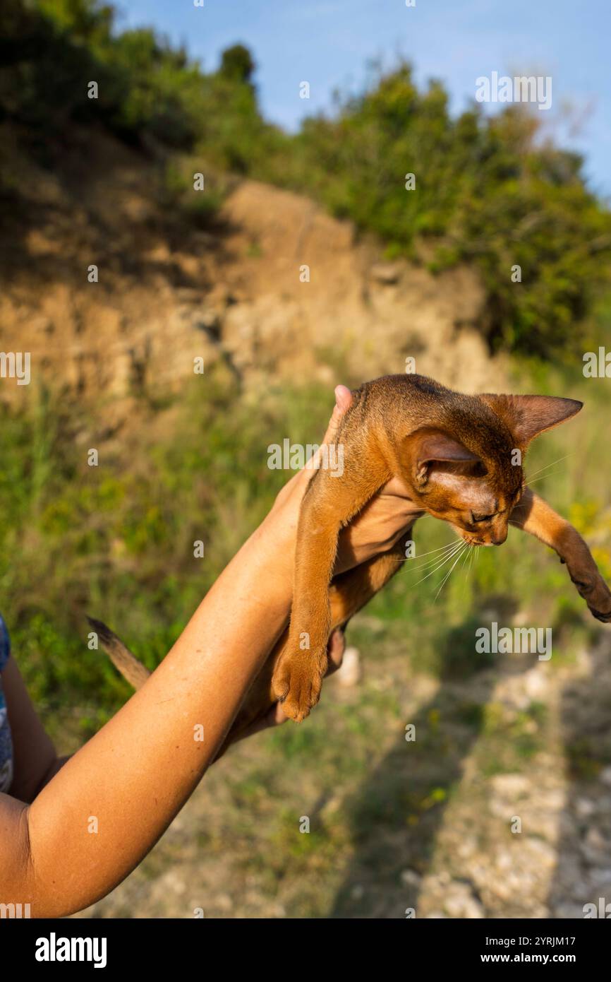 cute, young abyssinian cat outdoor Stock Photo - Alamy