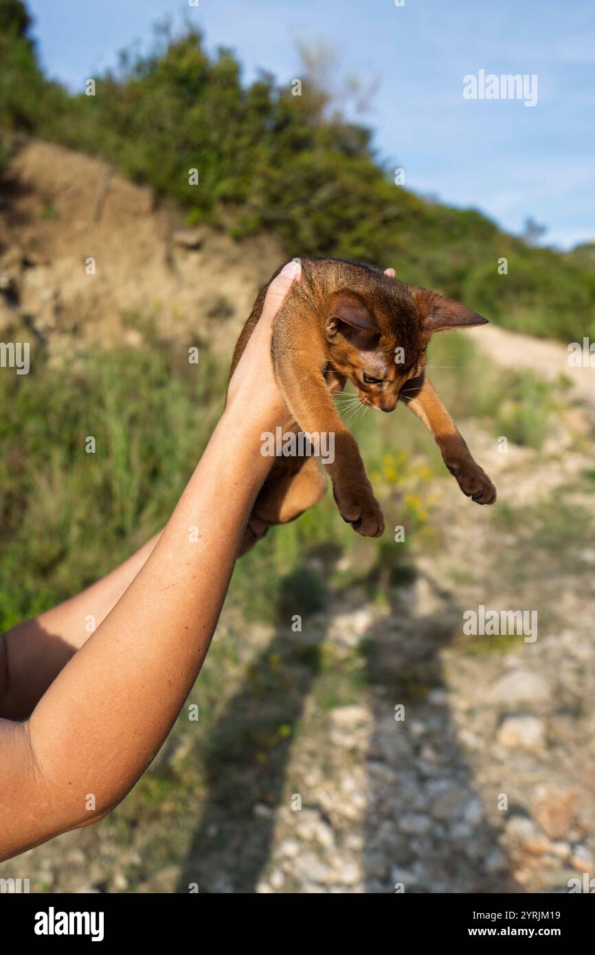 cute, young abyssinian cat outdoor Stock Photo - Alamy