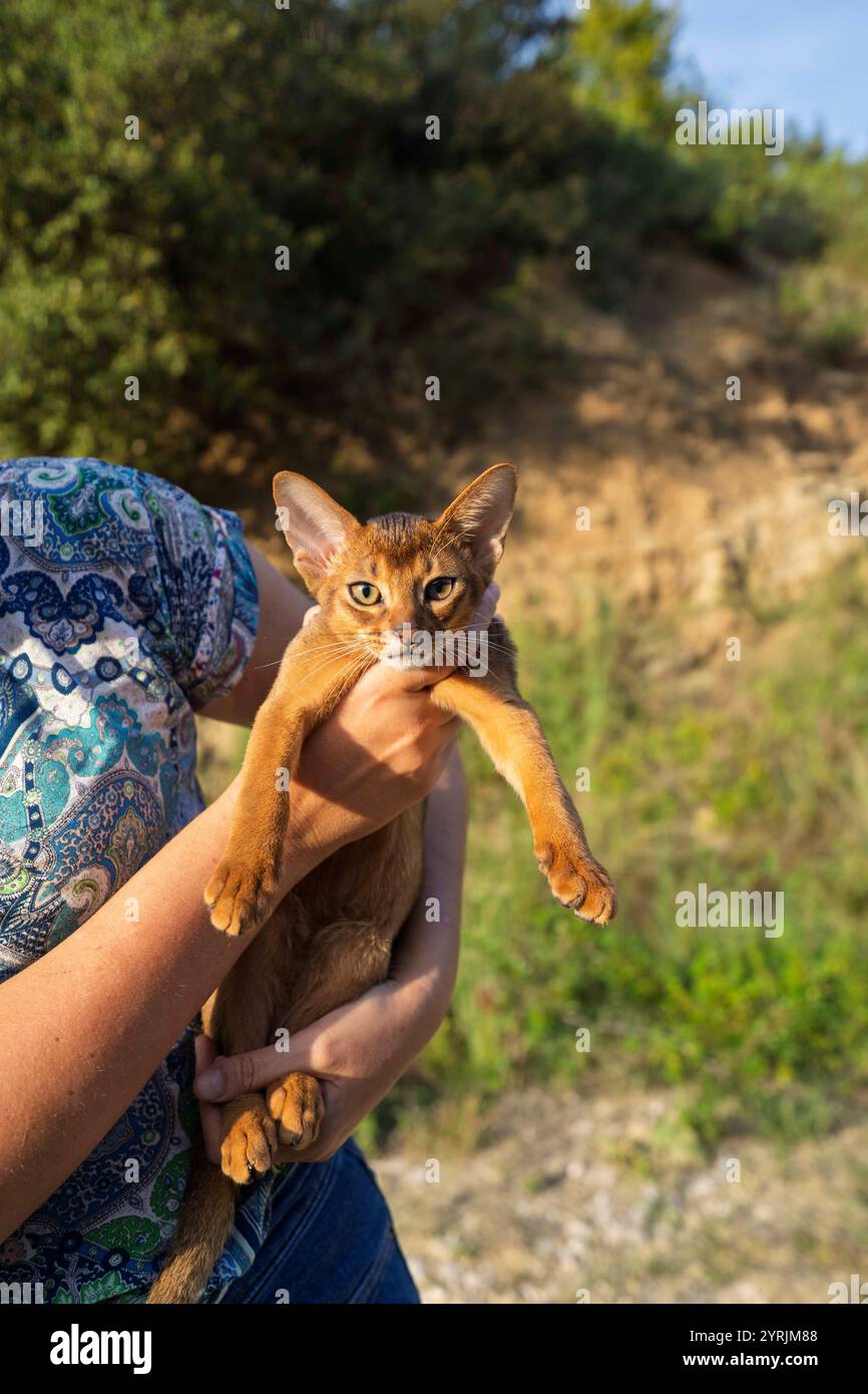 cute, young abyssinian cat outdoor Stock Photo - Alamy