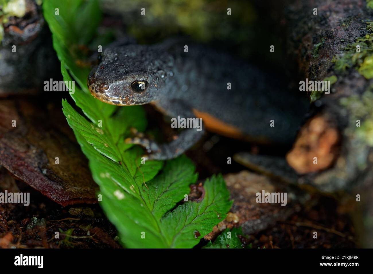 alpine newt on a wet ground. leaves and lichens Stock Photo - Alamy