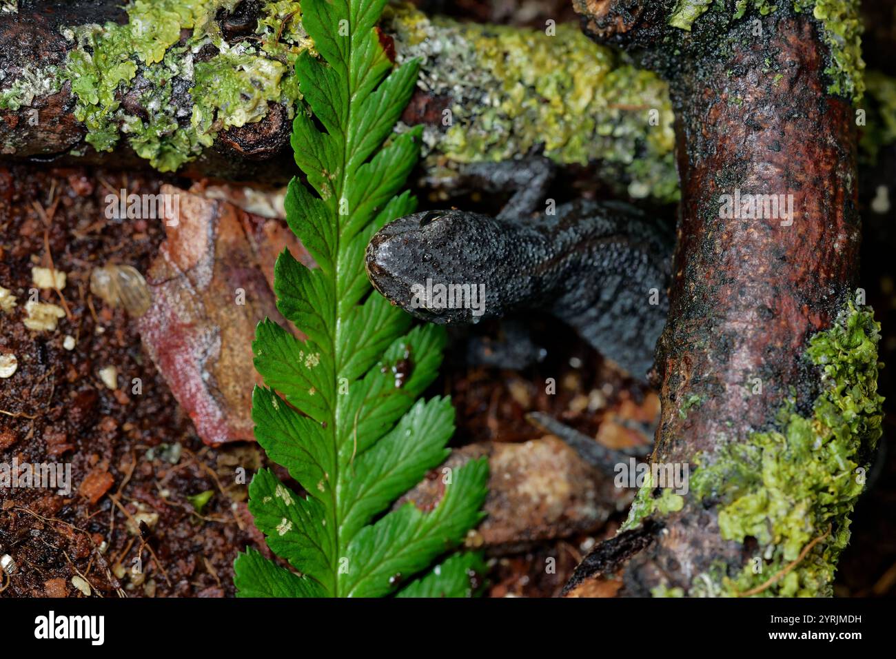 alpine newt on a wet ground. leaves and lichens Stock Photo - Alamy