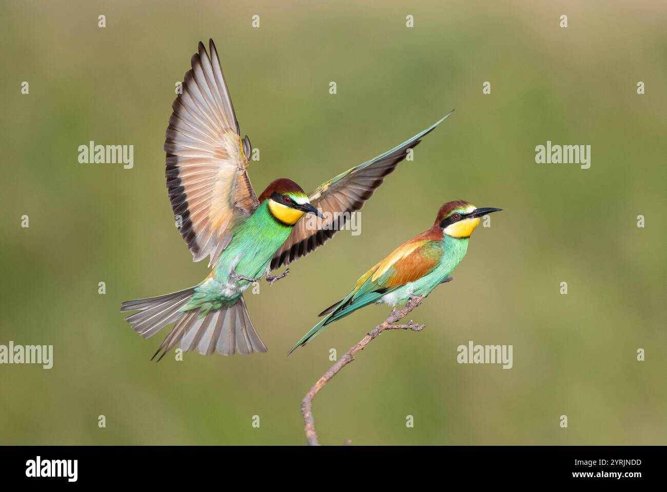 Two colorful birds beekeeper (merops apiaster) in nature. One standing ...