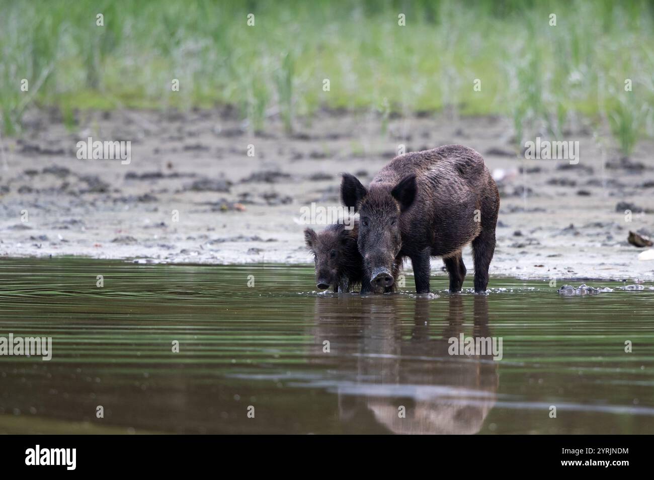 Wild boar mother (sus scrofa ferus) with piglet drinking water in river ...