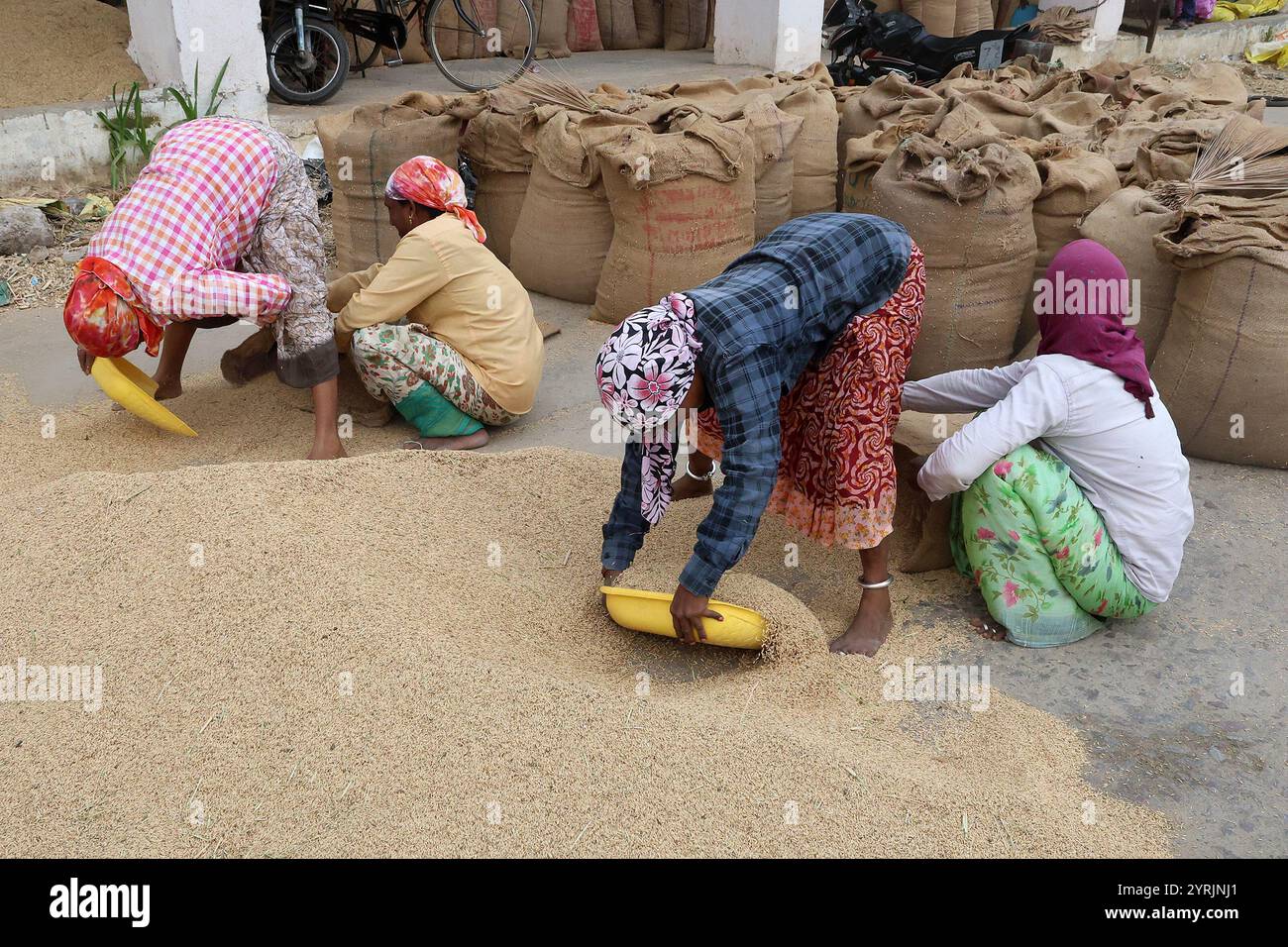 Workers scoop rice into sacks at a wholesalers yard in Jadcherla ...