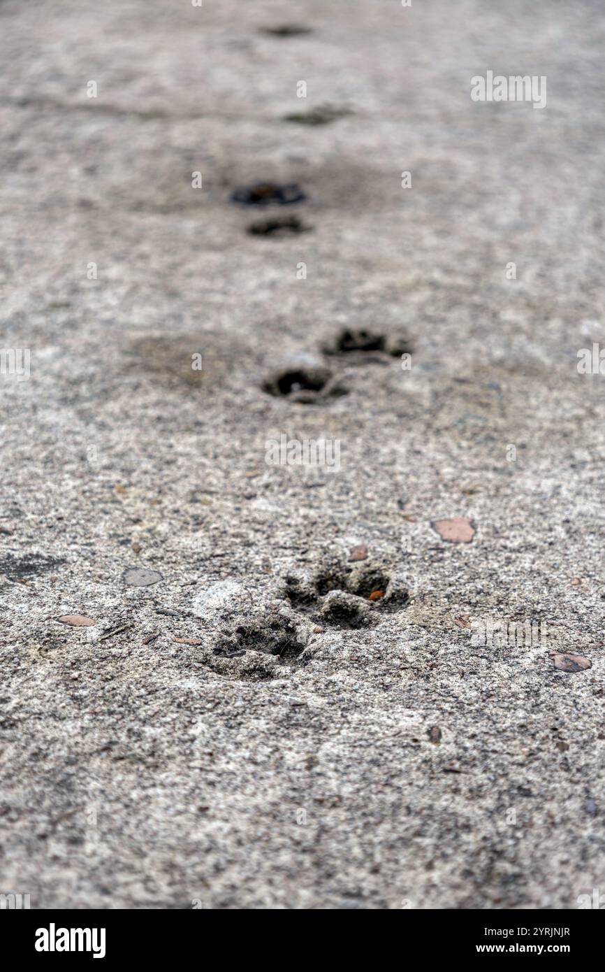 Cat paw prints imprinted in a concrete path. Animal track footprint ...