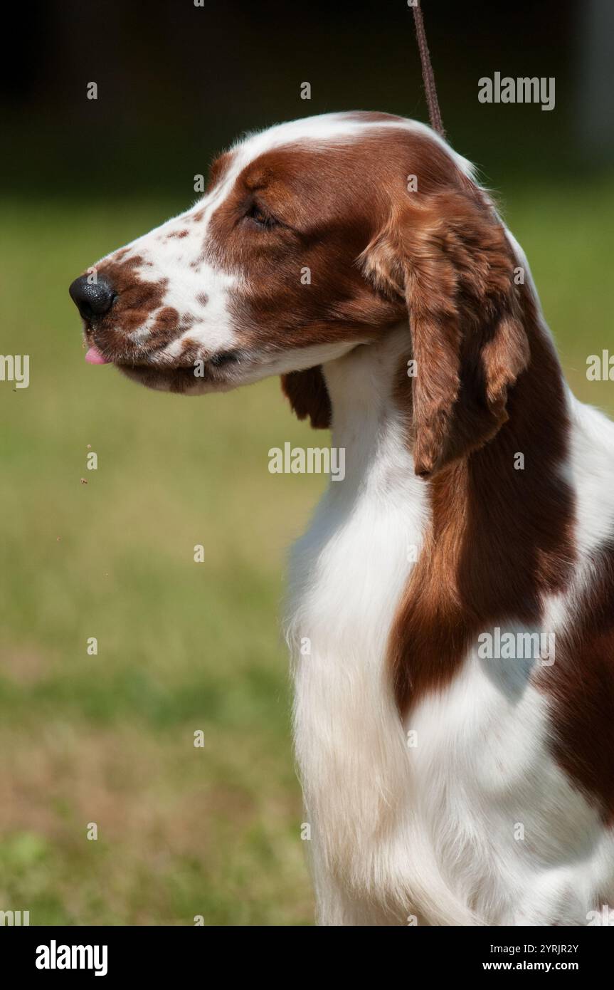 Welsh Springer Spaniel portrait at a dog show in New York Stock Photo ...