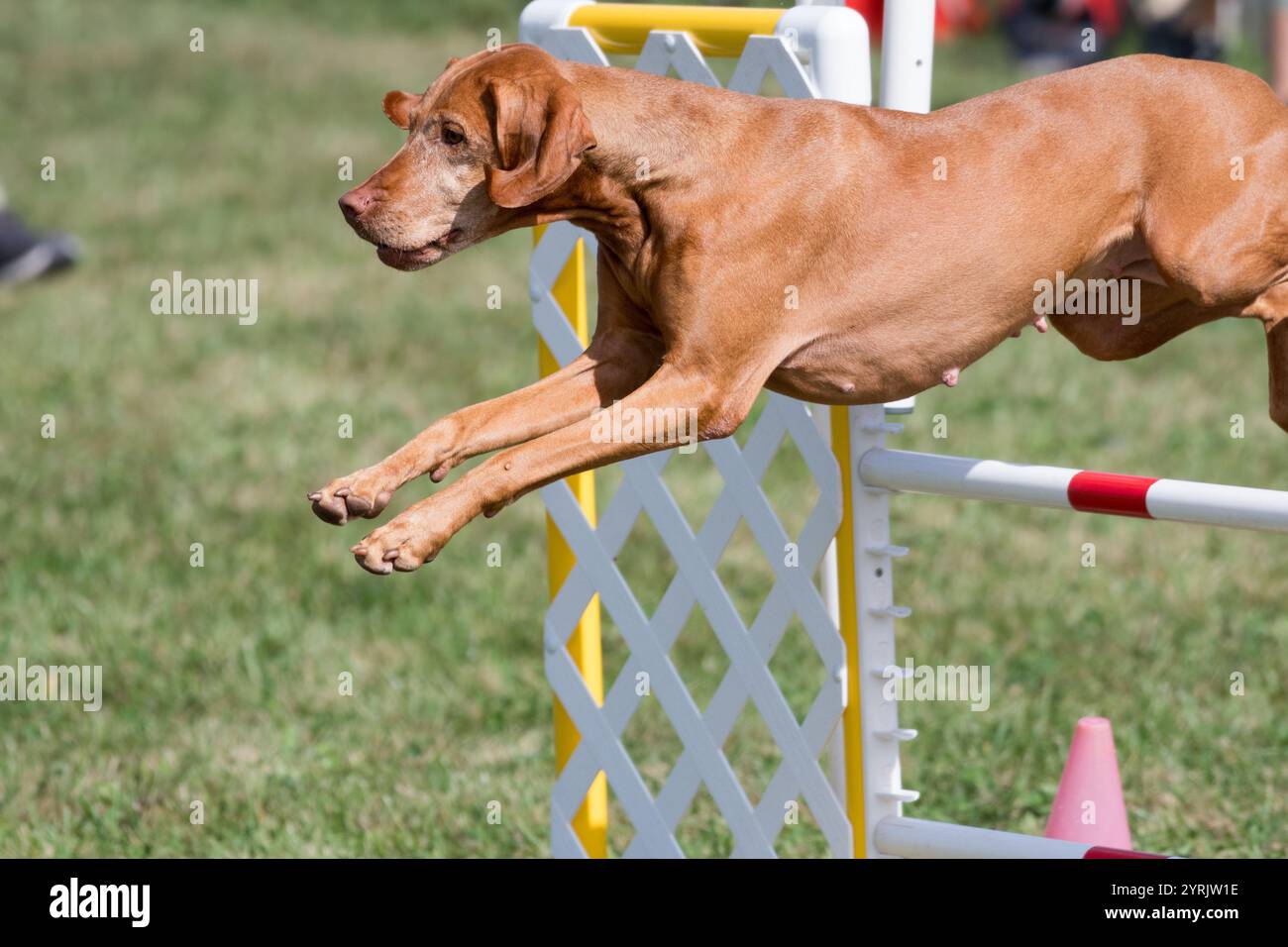Vizsla jumping over a hurdle during an agility competition Stock Photo ...