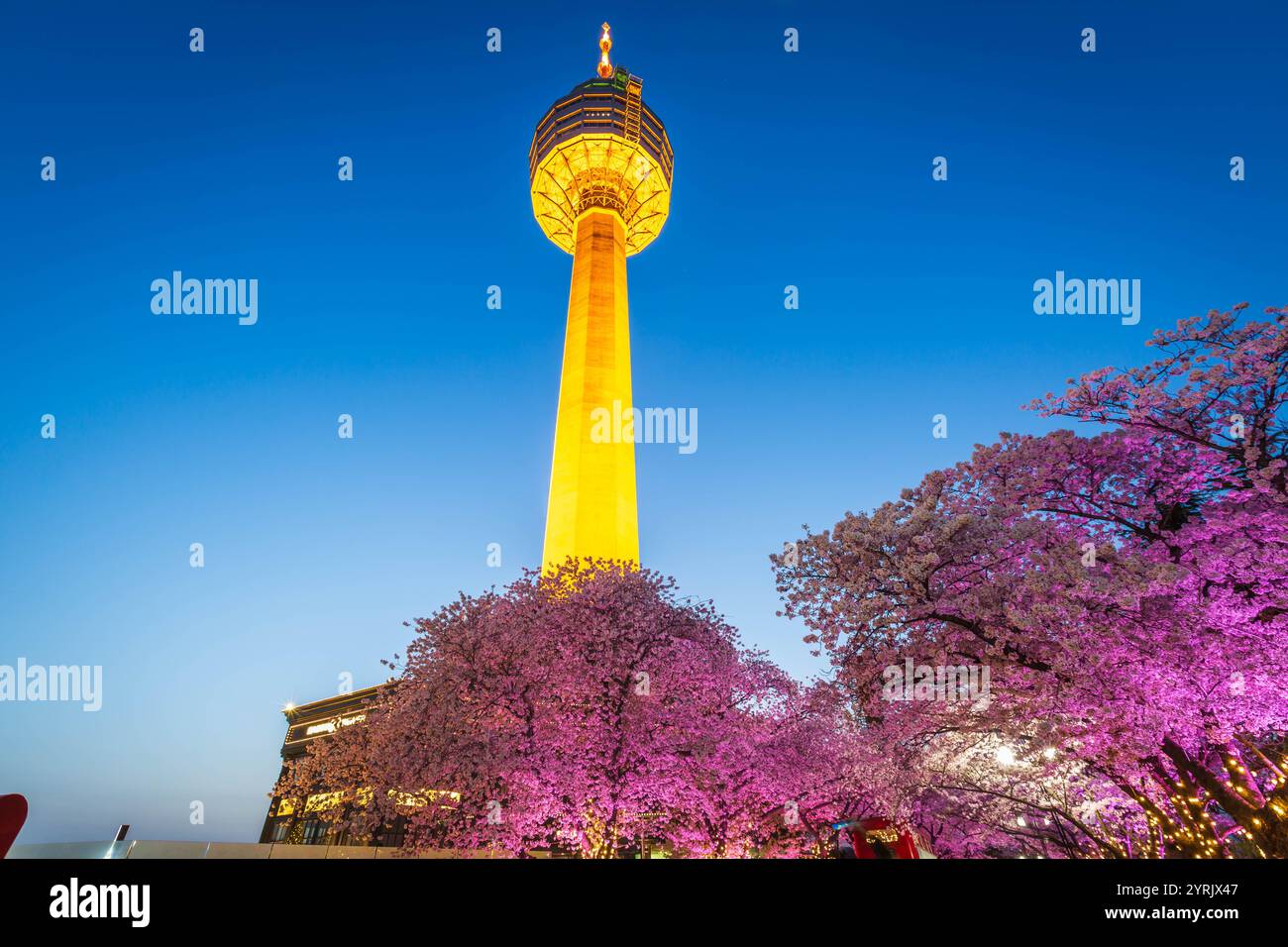 Night view of Cherry Blossom festival at Daegu E-World.Daegu,South ...