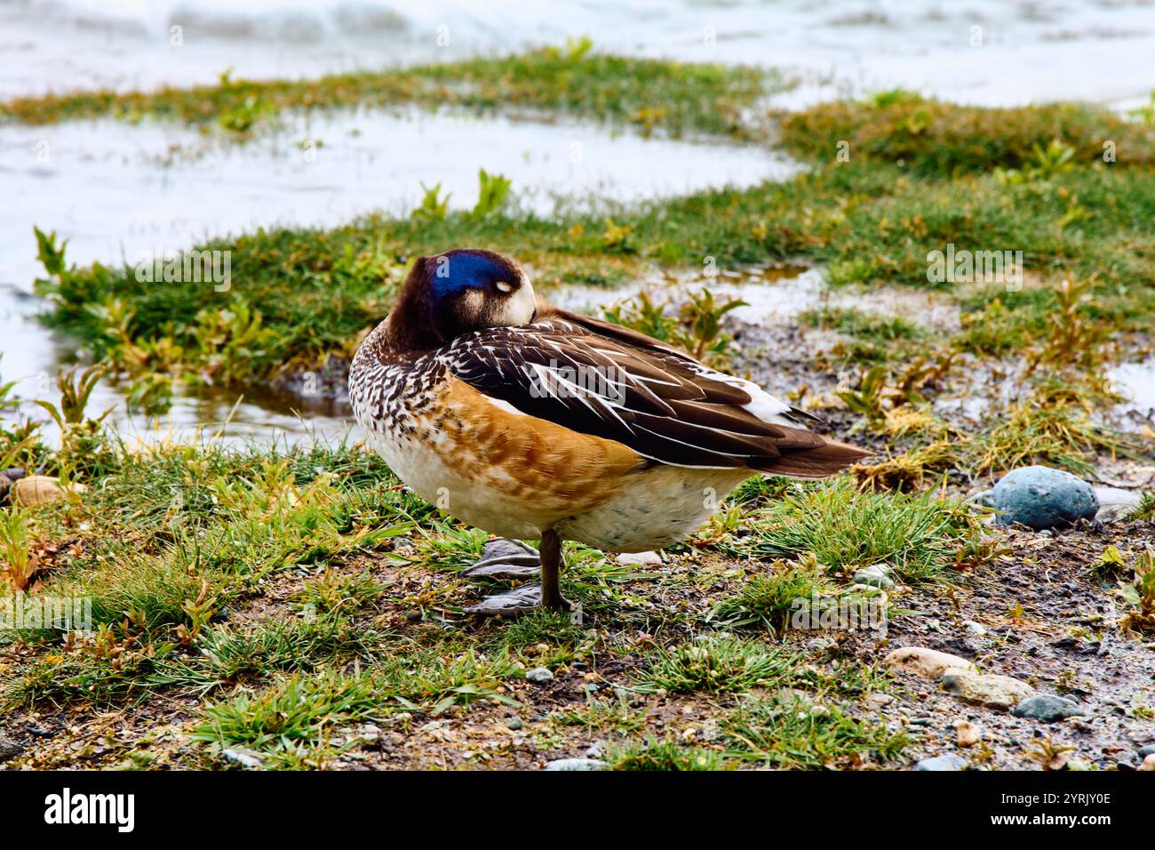 Overo duck hi-res stock photography and images - Alamy