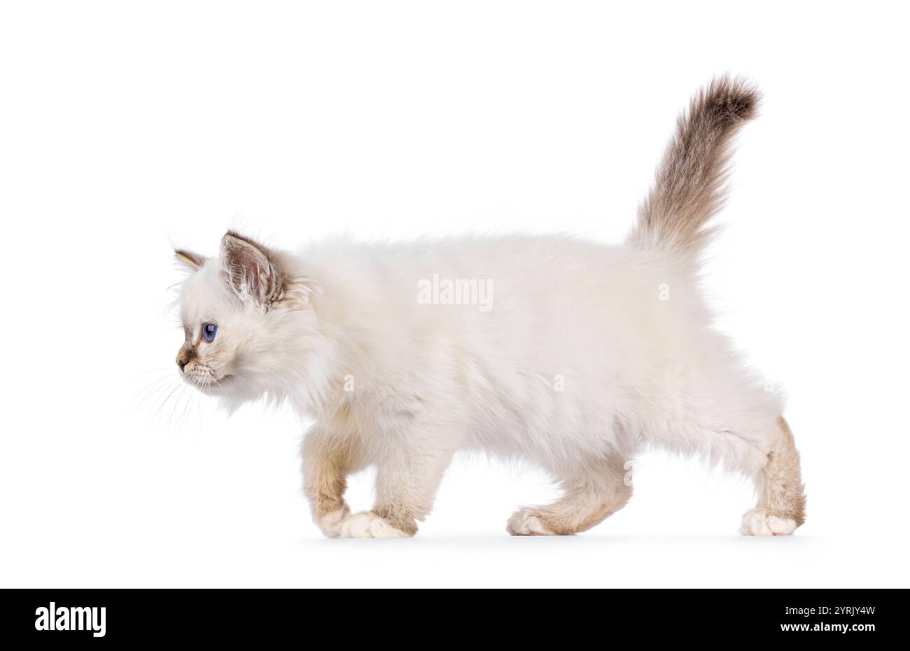 Fluffy Sacred Birman cat kitten, walking side ways. Looking ahead away ...