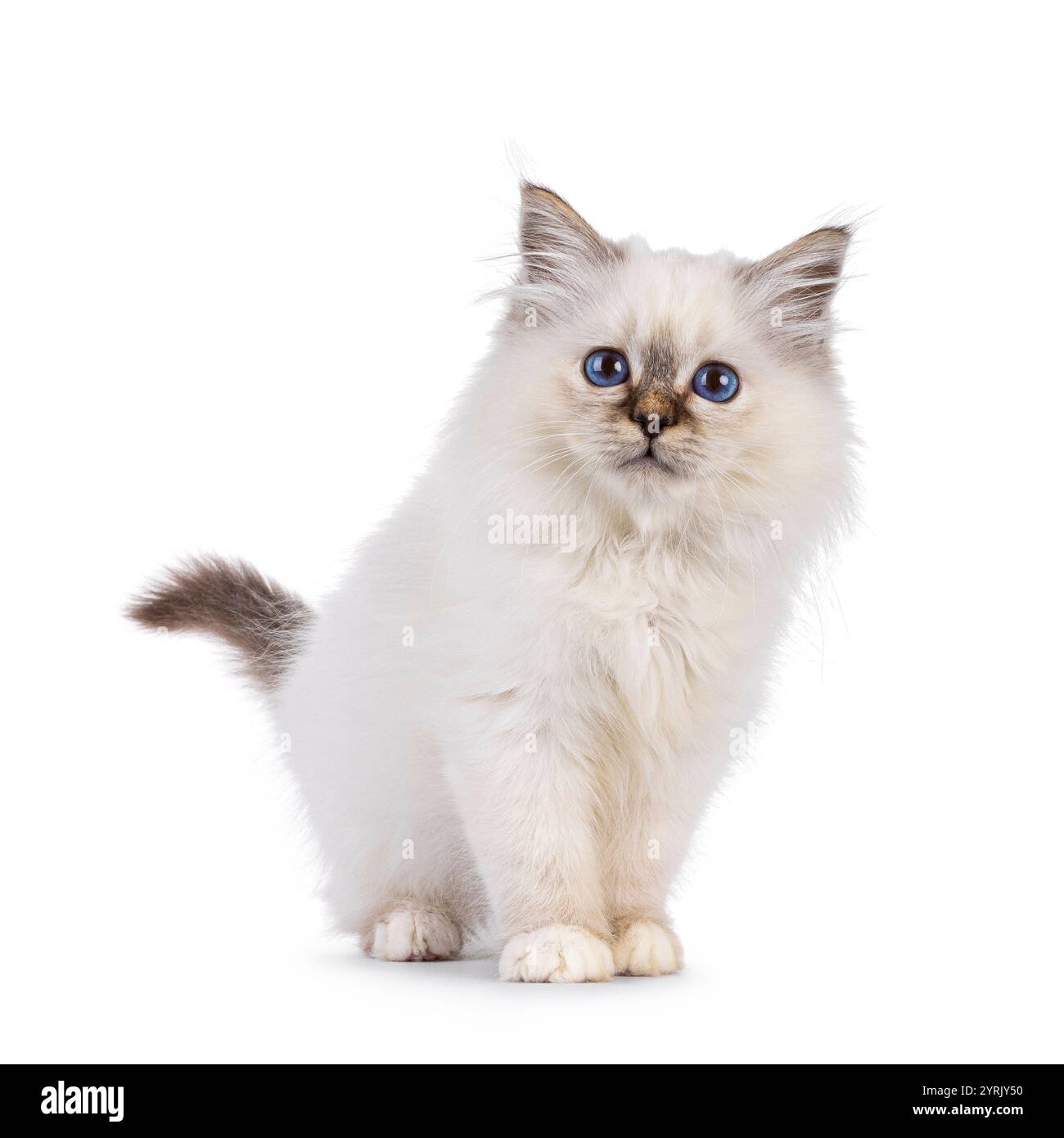 Fluffy Sacred Birman cat kitten, standing facing front. Looking towards ...