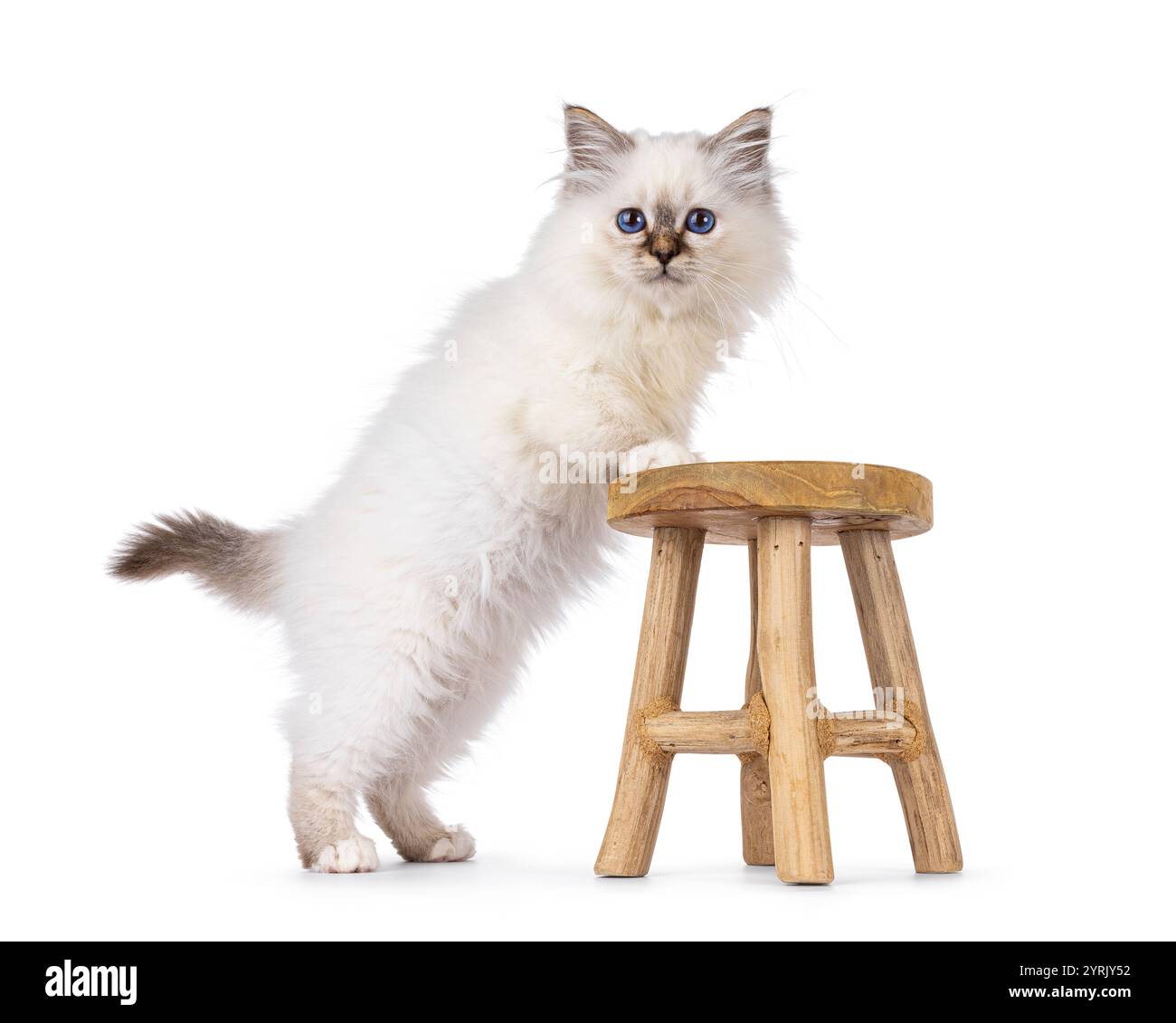 Fluffy Sacred Birman cat kitten, standing side ways with paws on little ...