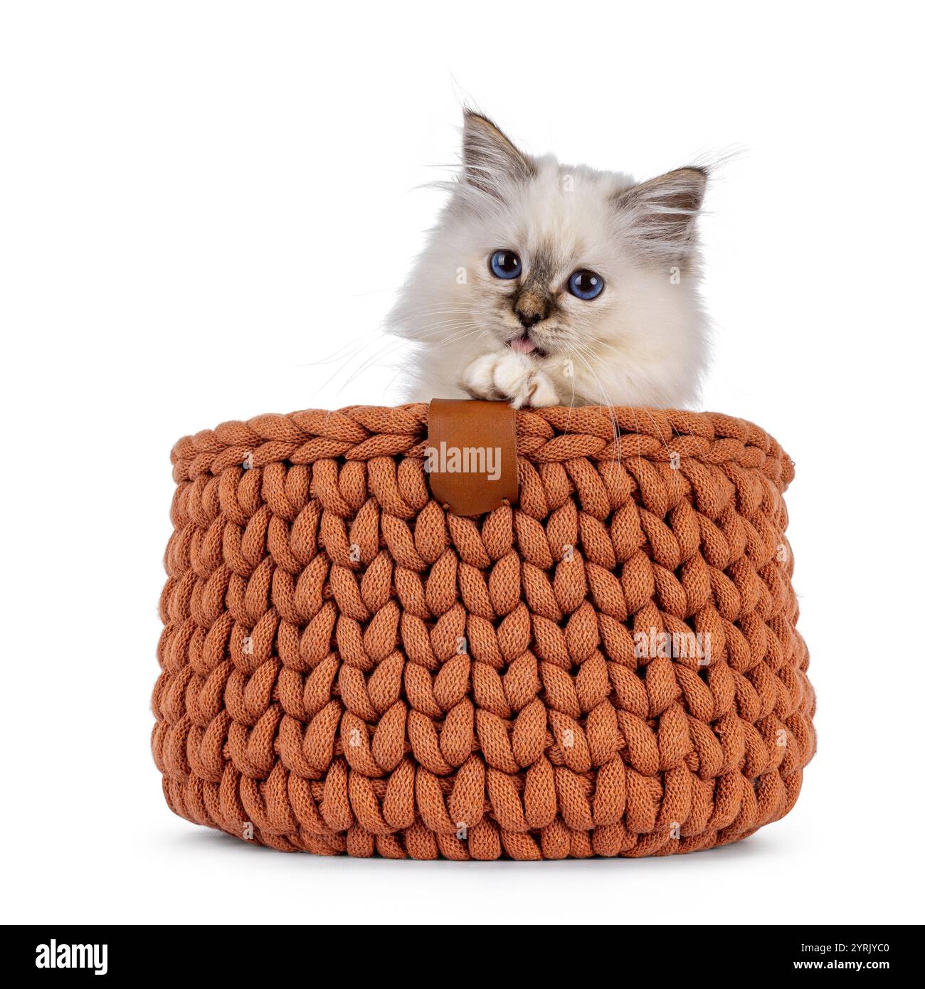 Fluffy Sacred Birman cat kitten, sitting in basket while cleaning paw ...