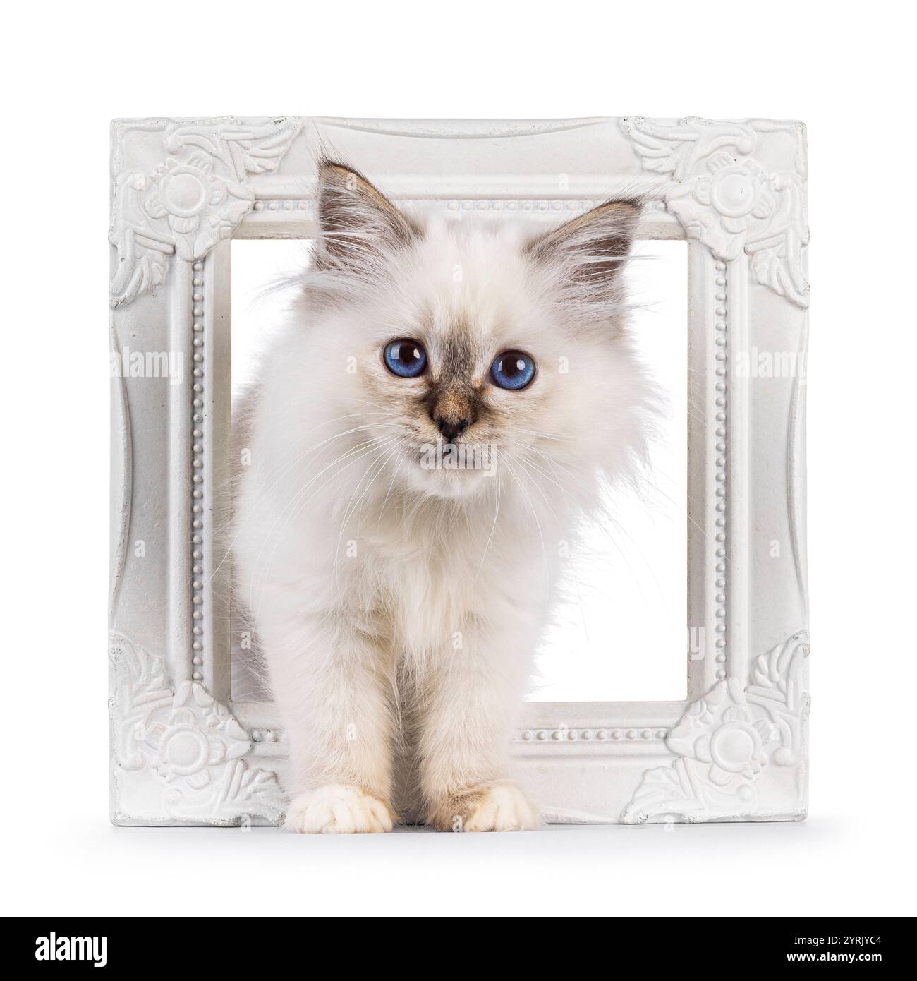 Fluffy Sacred Birman cat kitten, standing through white image frame ...