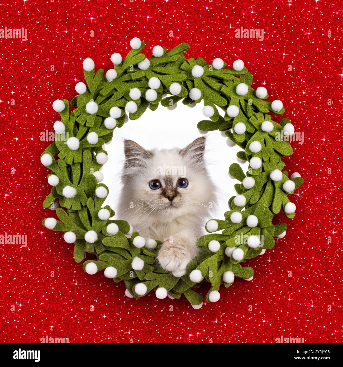 Fluffy Sacred Birman cat kitten, sitting in mistletoe wrath with ...