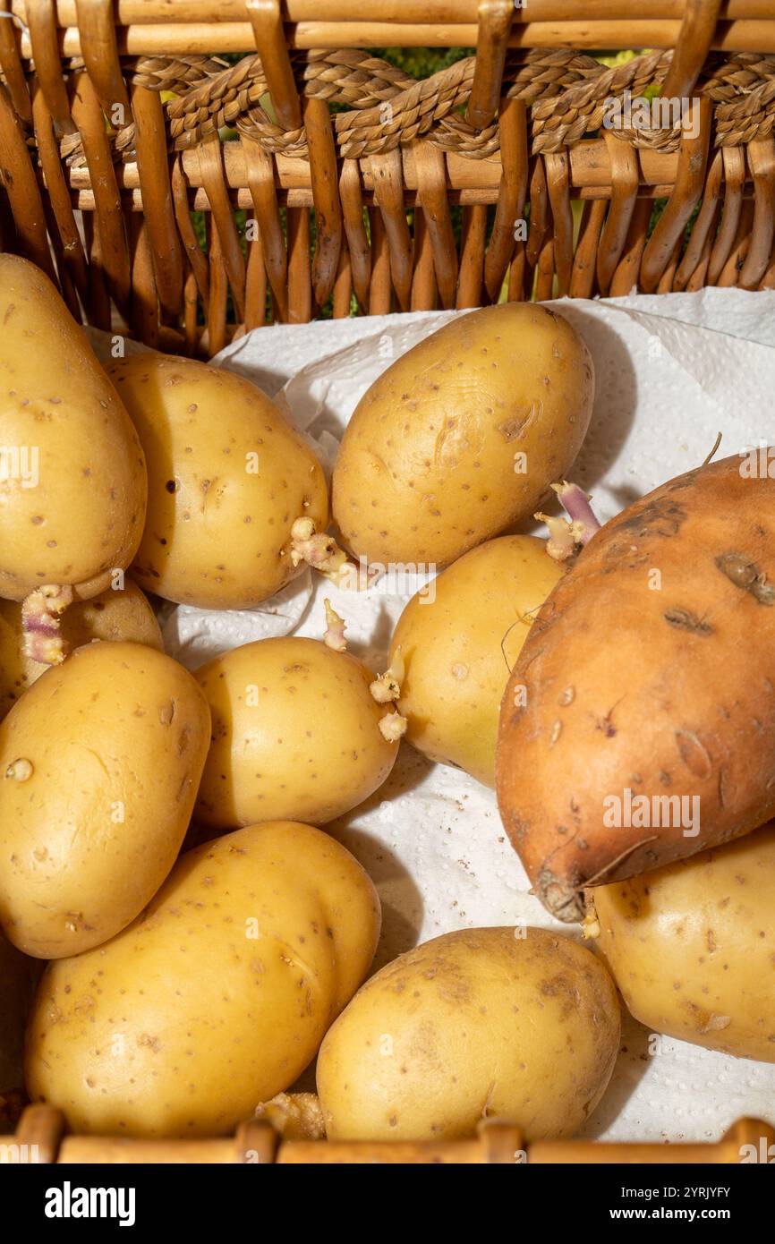 Group of potatoes inside a wicker basket Stock Photo - Alamy