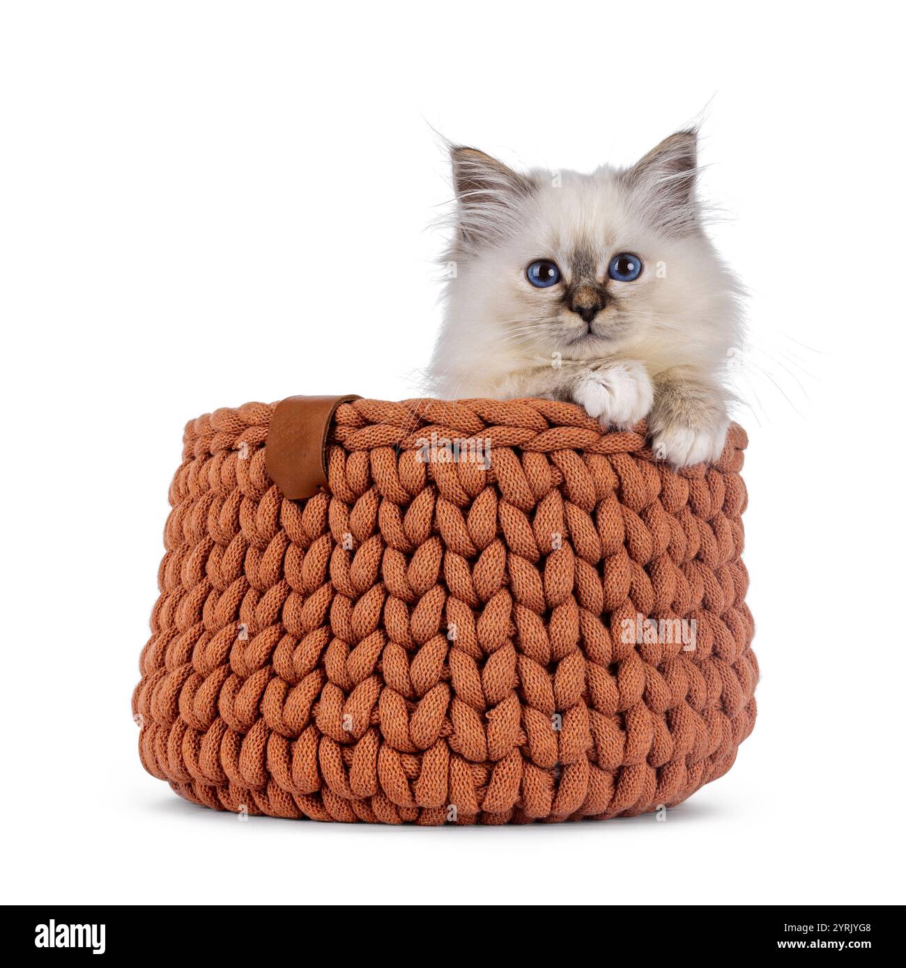 Fluffy Sacred Birman cat kitten, sitting in basket. Looking towards ...