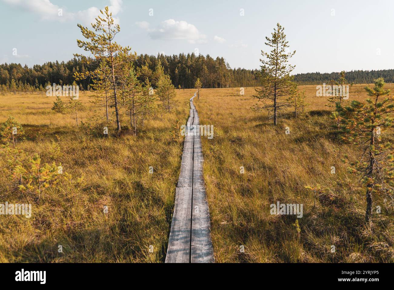 a wooden walk path going through swamp in national park Stock Photo - Alamy