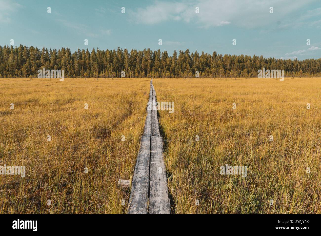 a wooden walk path going through swamp in national park Stock Photo - Alamy