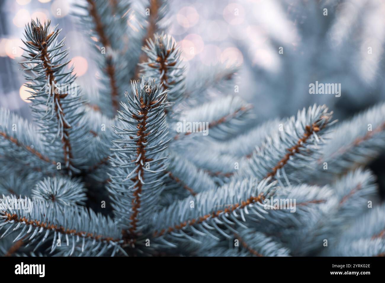 Silver spruce branches with needles closeup, natural New Year tree for ...
