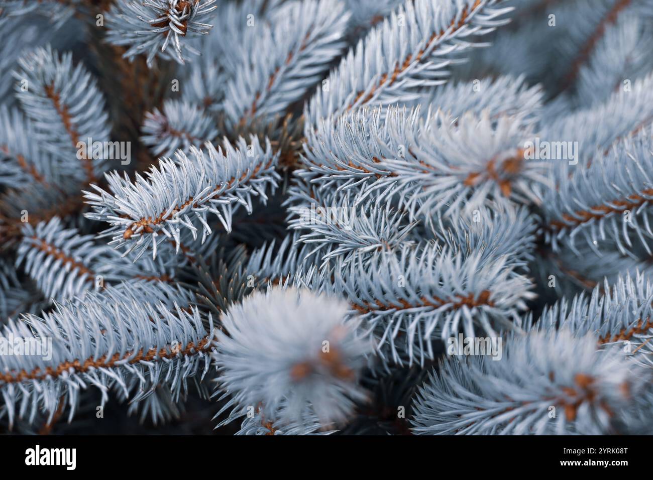 Silver spruce branches with needles closeup, natural New Year tree for ...