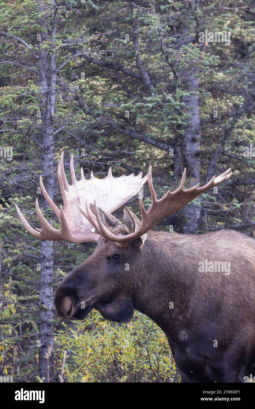 Alaska Yukon Bull Moose in Denali National Park Alaska in Autumn Stock ...