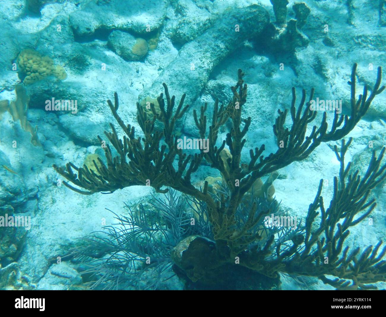 Bent sea rod (Plexaura flexuosa) a marine organism formed of colonial ...