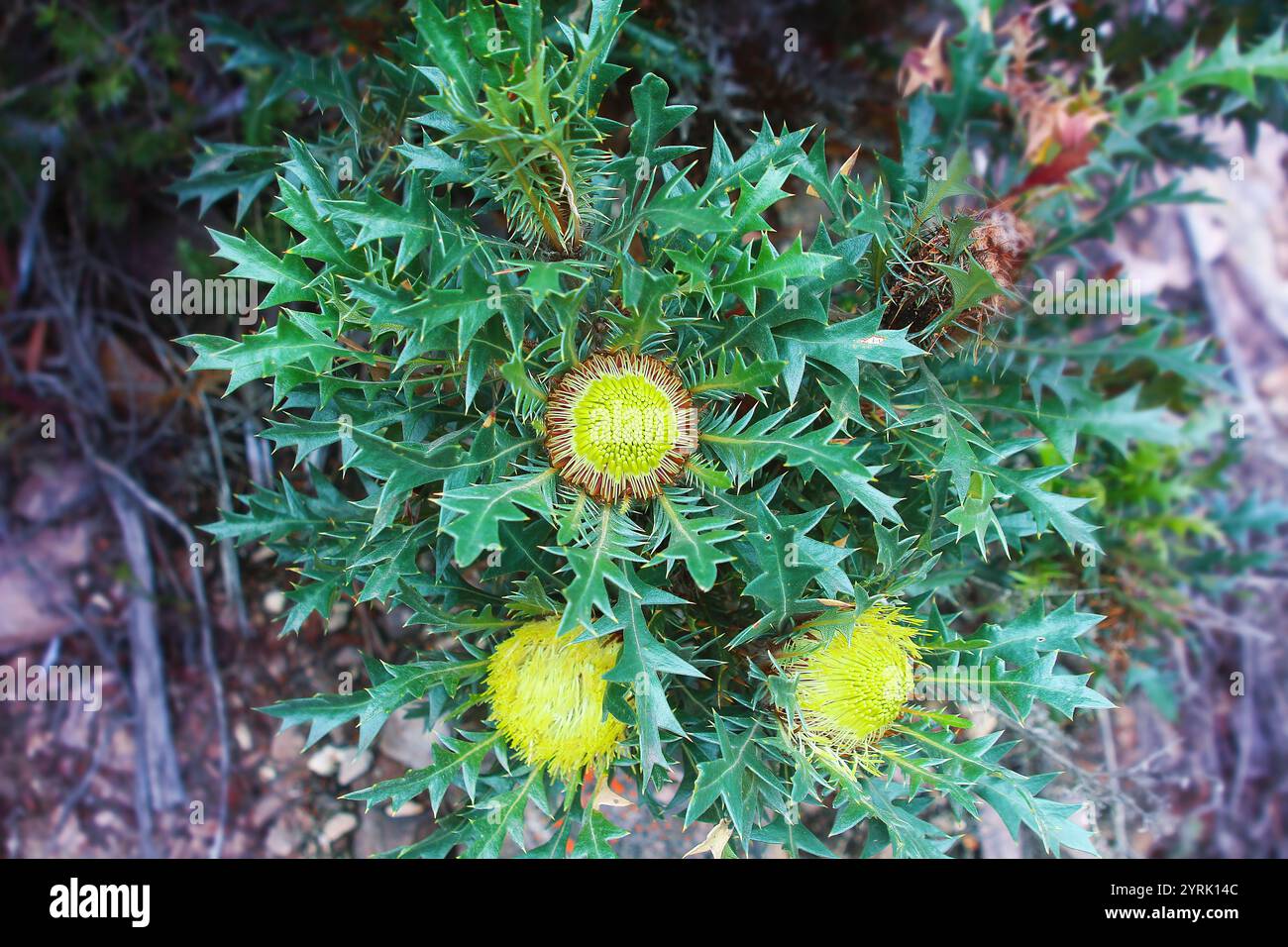 Native wildflower Prickly Dryandra (Banksia armata) endemic to Western ...