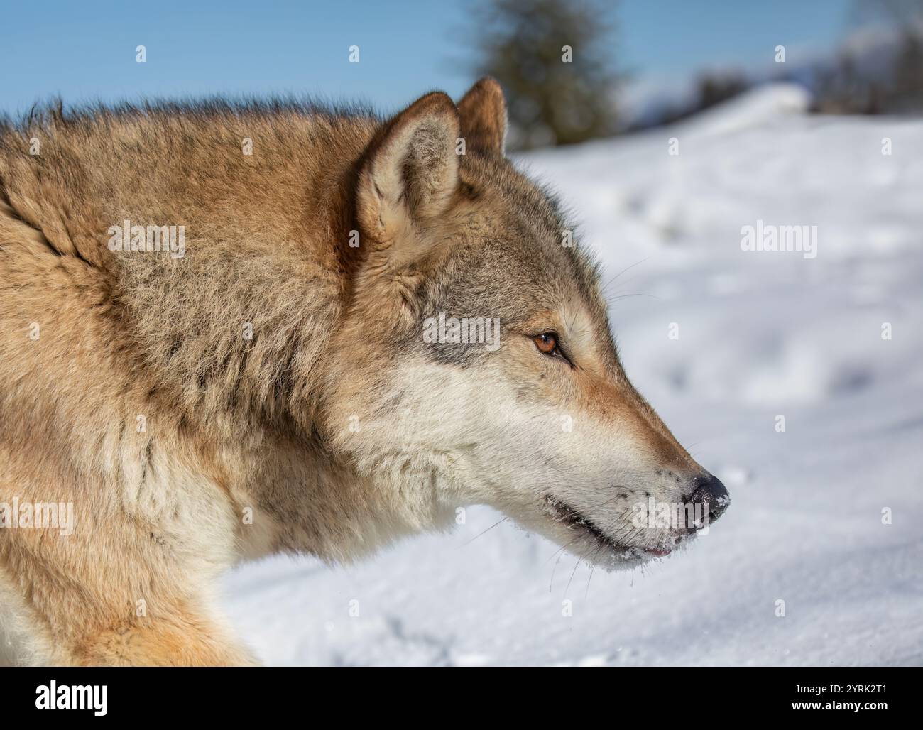 Tundra Wolf walking in the winter snow Stock Photo - Alamy