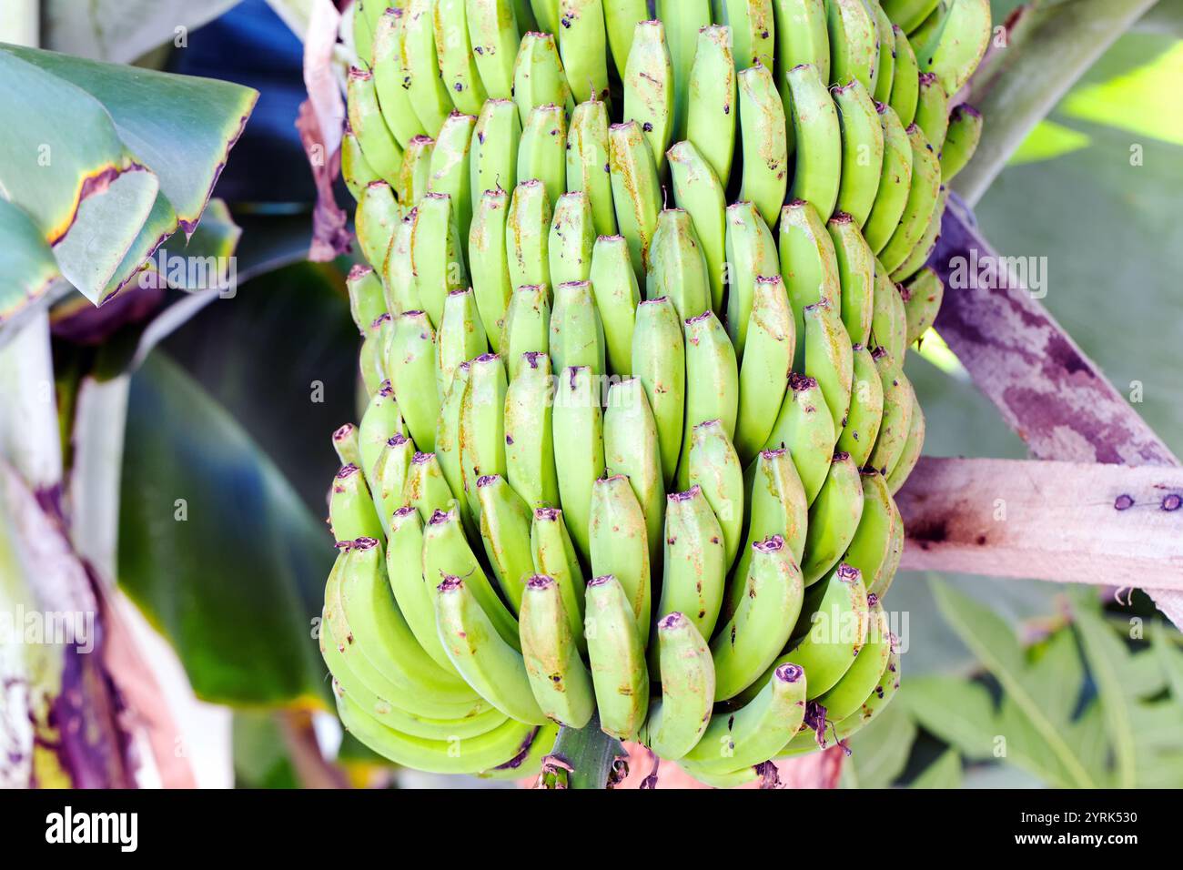 banana tree with green fruits (Madeira, Portugal Stock Photo - Alamy